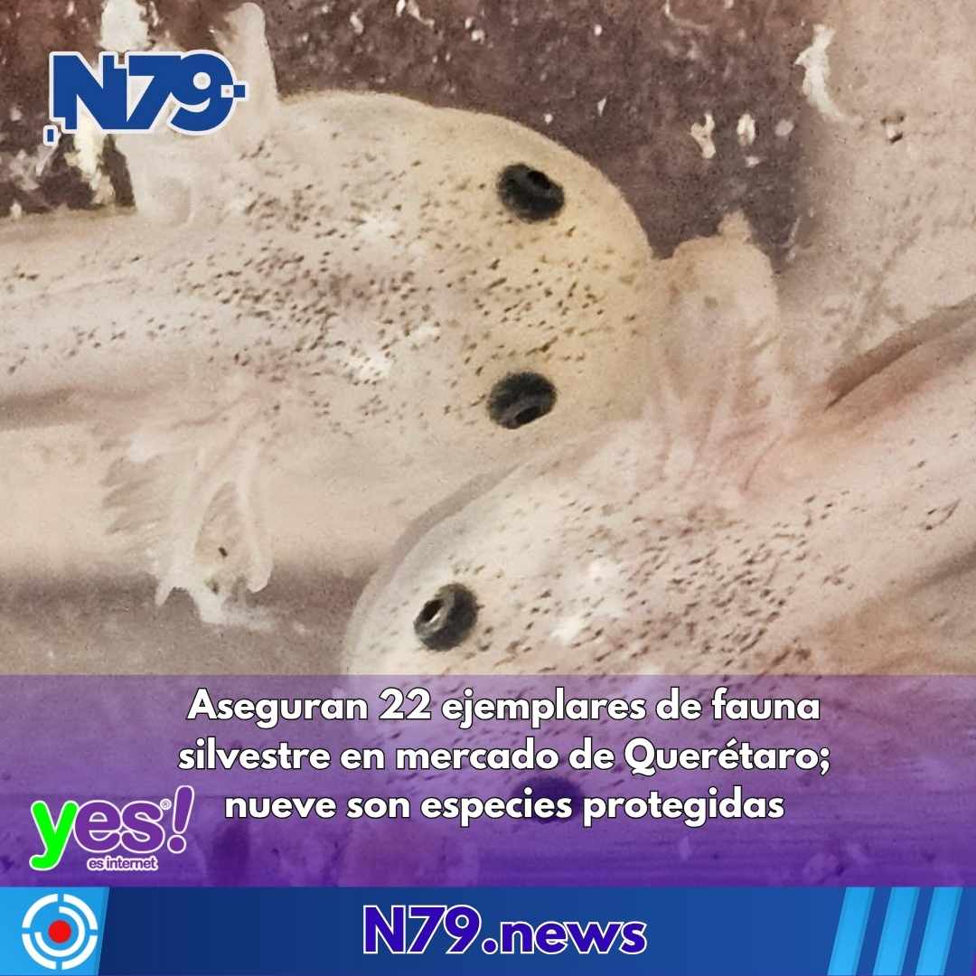 Aseguran 22 ejemplares de fauna silvestre en mercado de