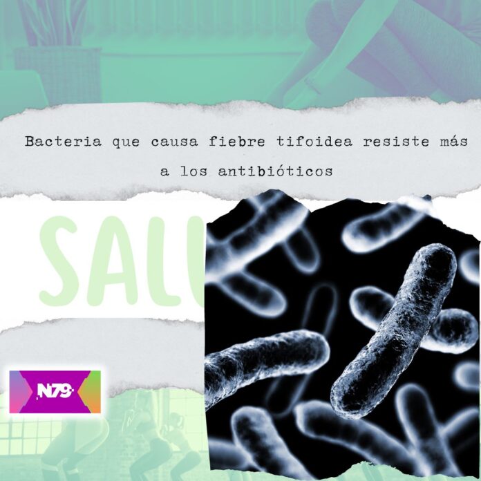 Bacteria que causa fiebre tifoidea resiste más a los antibióticos